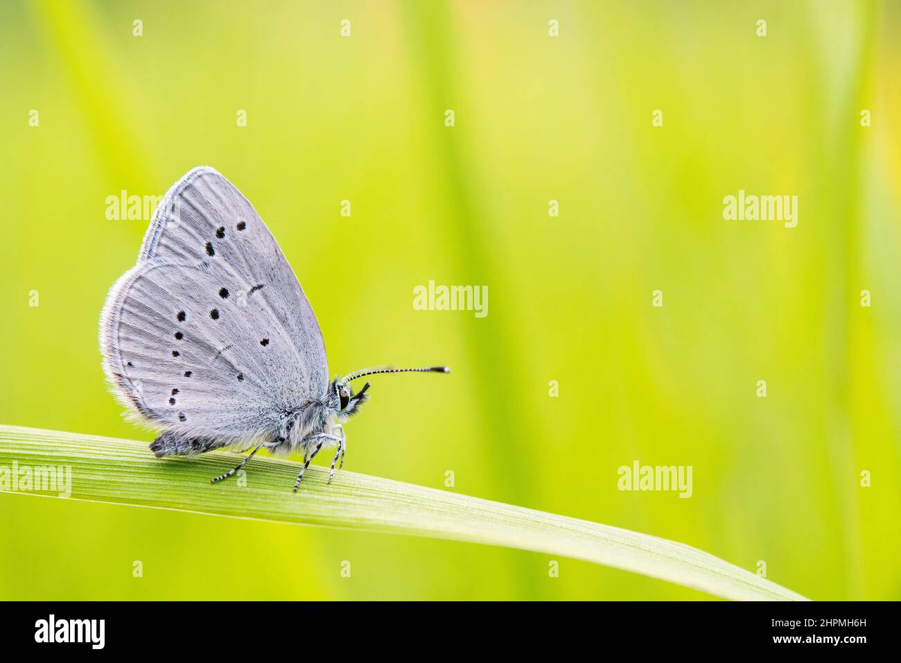 Small blue (Cupido minimus) is a Palearctic butterfly in the family ...