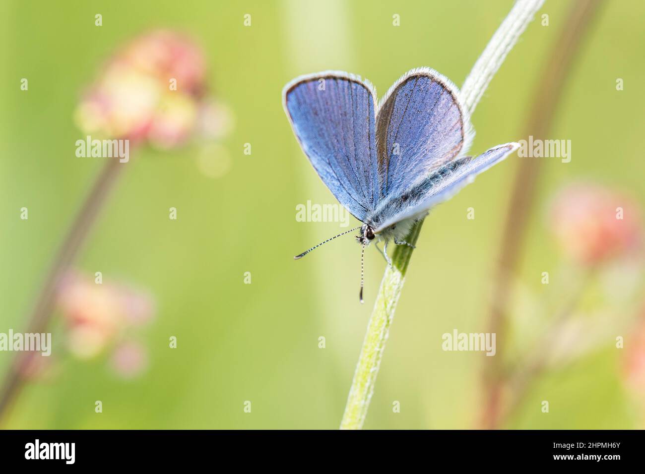 The Osiris blue (Cupido osiris) is a butterfly in the family Lycaenidae ...