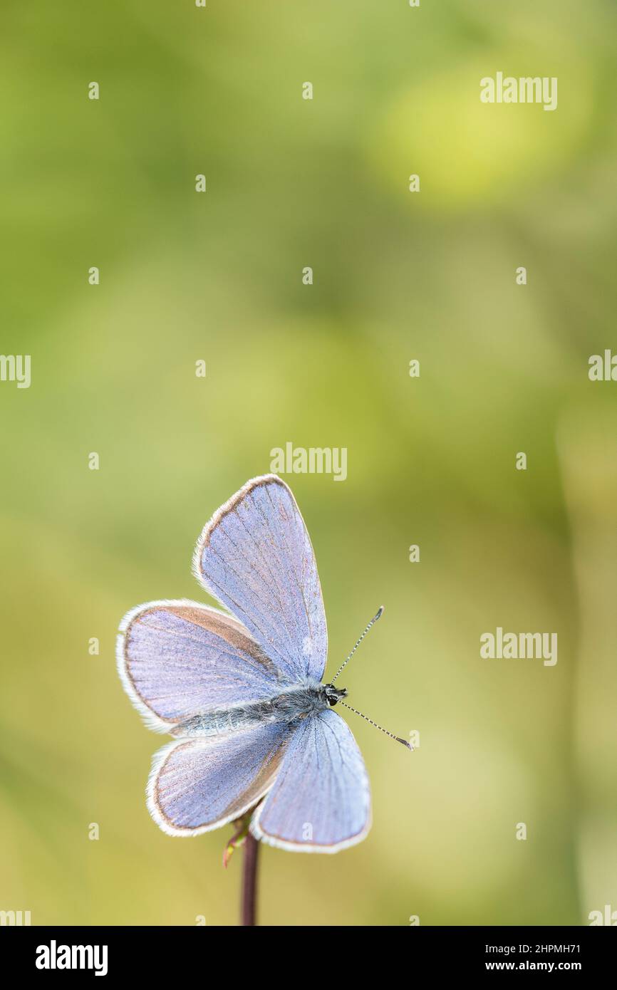 The Osiris blue (Cupido osiris) is a butterfly in the family Lycaenidae ...