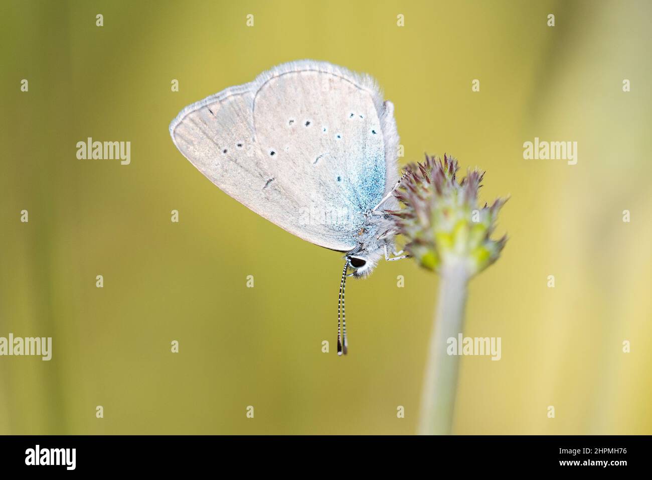 The Osiris blue (Cupido osiris) is a butterfly in the family Lycaenidae ...