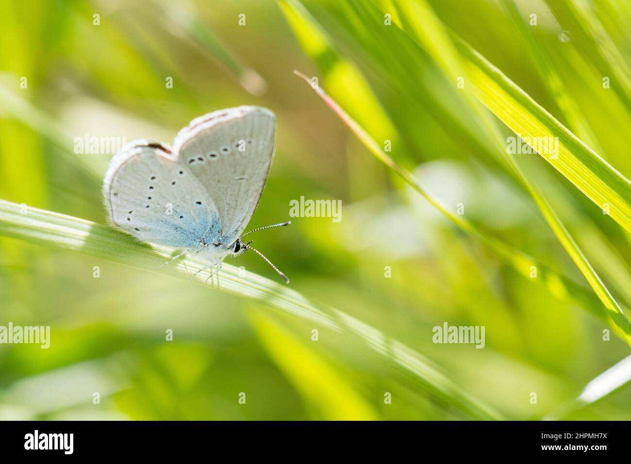 The Osiris blue (Cupido osiris) is a butterfly in the family Lycaenidae ...