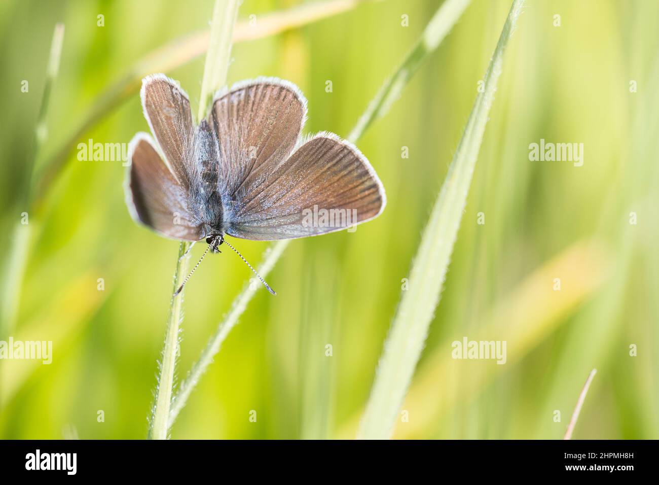 The Osiris blue (Cupido osiris) is a butterfly in the family Lycaenidae ...