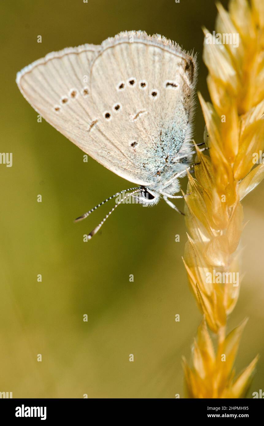 Cyaniris semiargus, the Mazarine blue, is a Palearctic butterfly in the ...