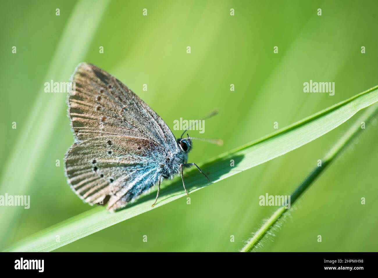 Cyaniris semiargus, the Mazarine blue, is a Palearctic butterfly in the ...