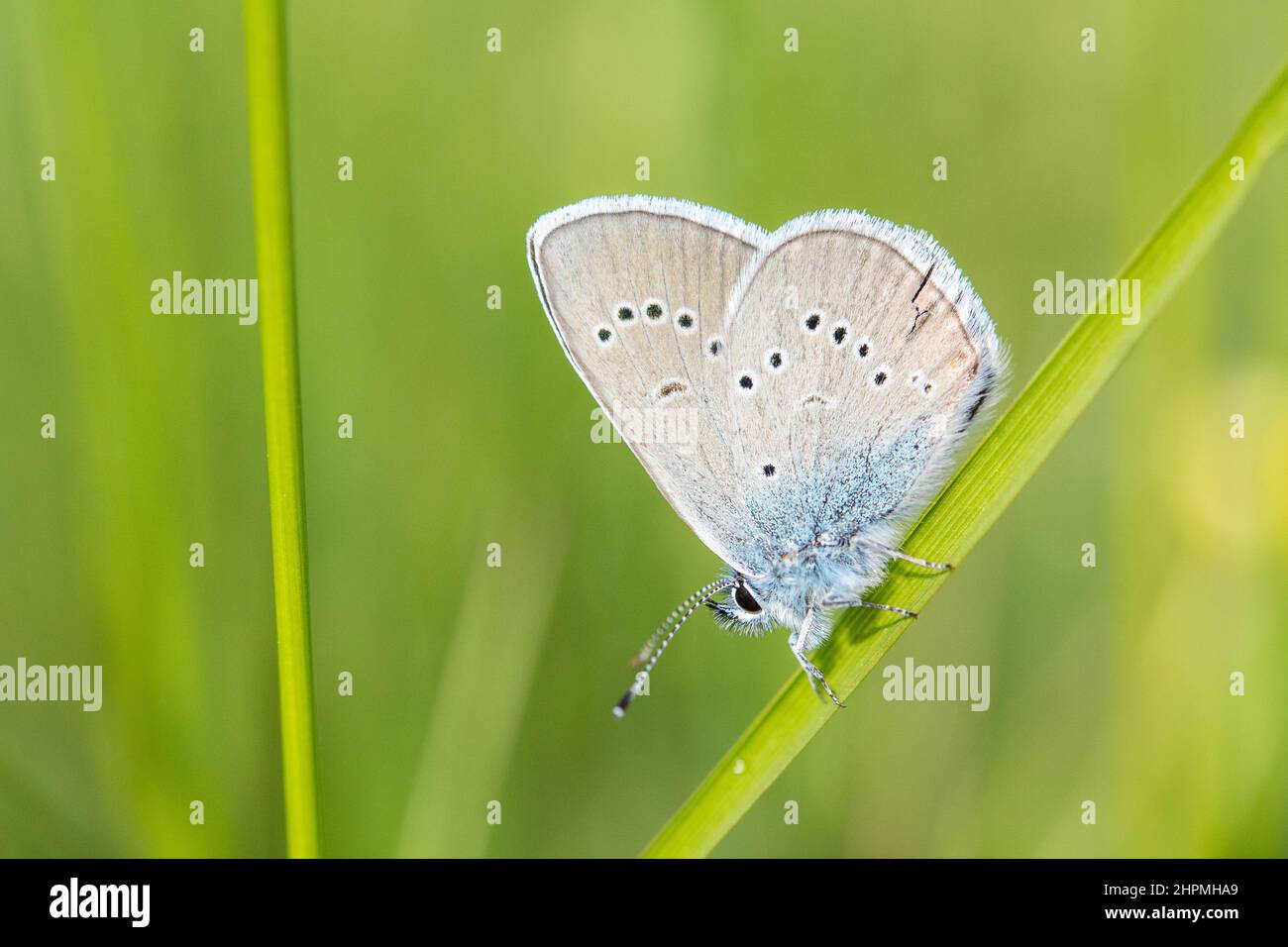Cyaniris semiargus, the Mazarine blue, is a Palearctic butterfly in the ...