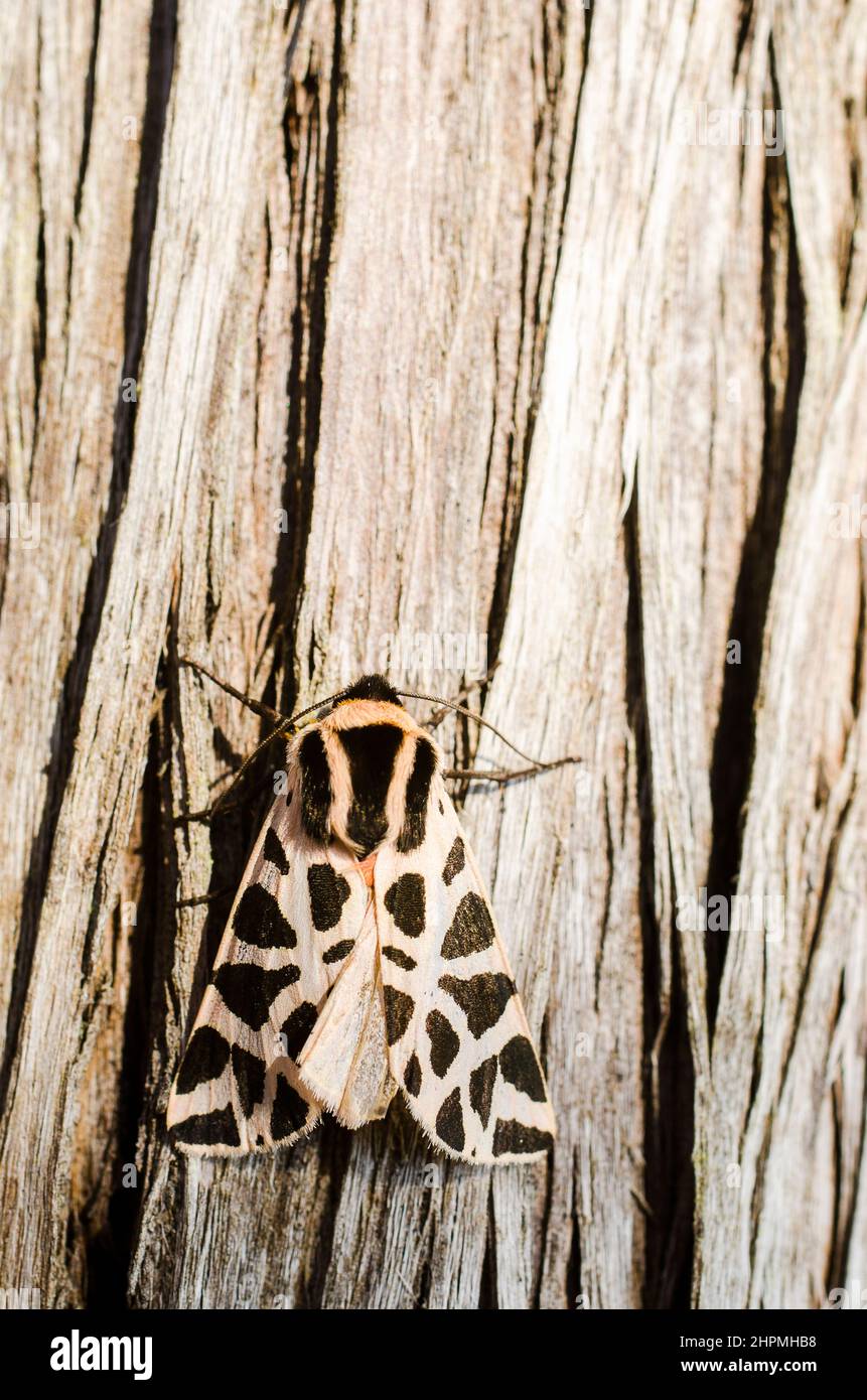 Discrete chaperon moth hi-res stock photography and images - Alamy