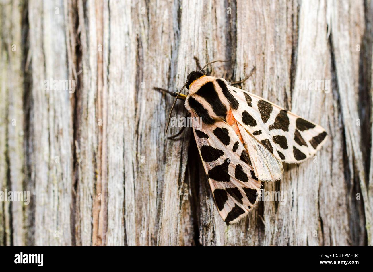 Discrete chaperon moth hi-res stock photography and images - Alamy