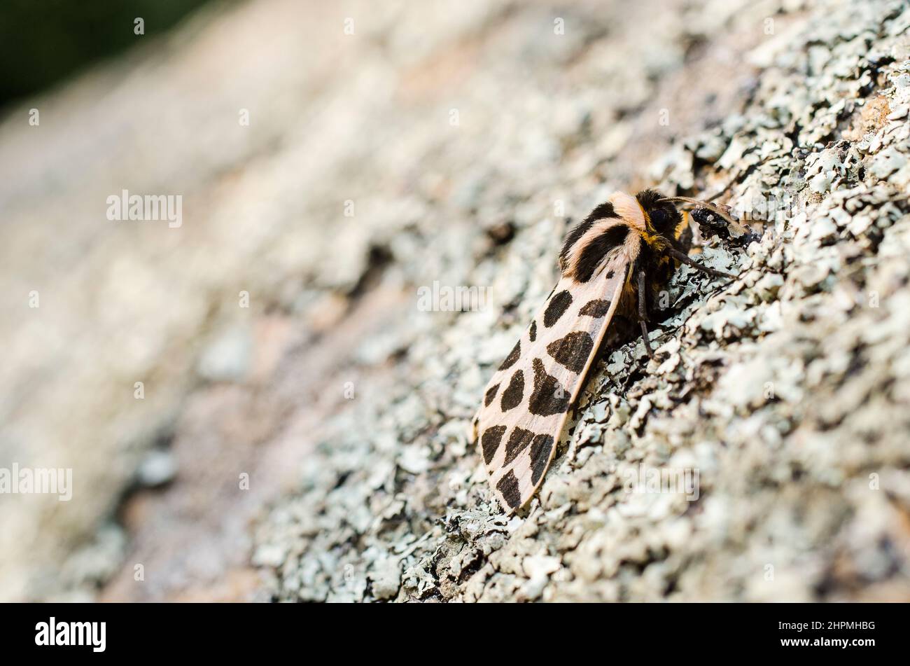 Discrete chaperon moth hi-res stock photography and images - Alamy