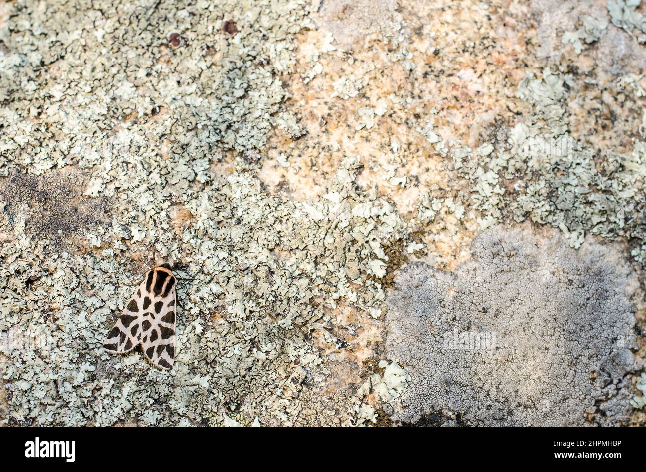 Cymbalophora pudica, the discrete chaperon, is a moth of the family ...