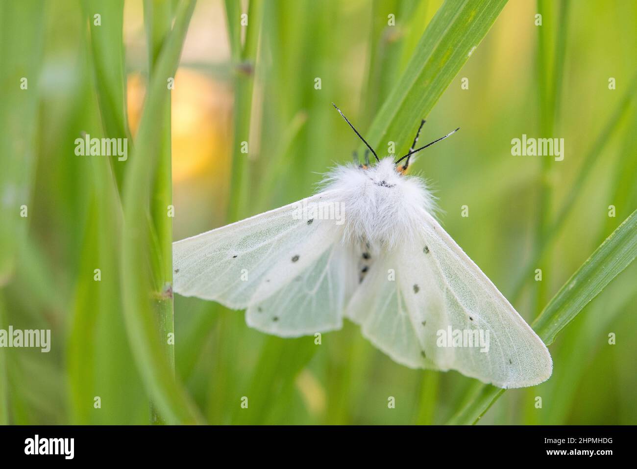 Muslin Moth