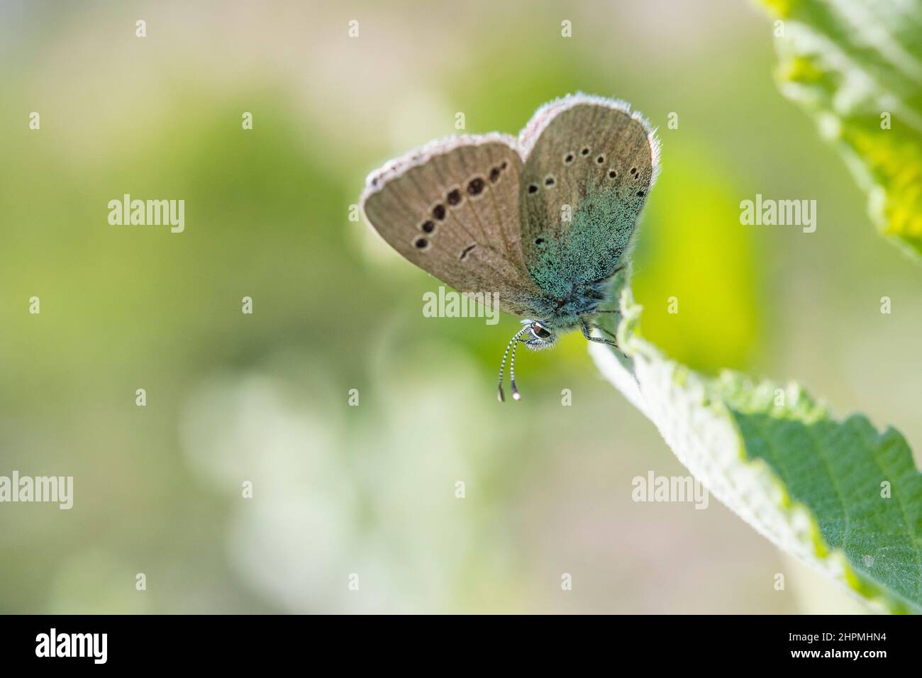 Glaucopsyche alexis, the green-underside blue, is a butterfly of the ...