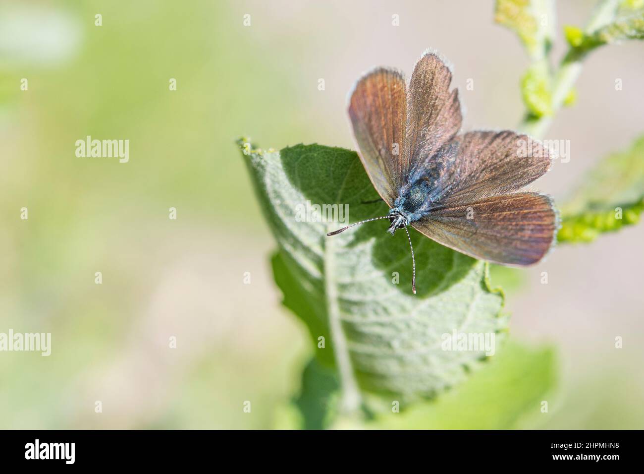 Glaucopsyche alexis, the green-underside blue, is a butterfly of the ...