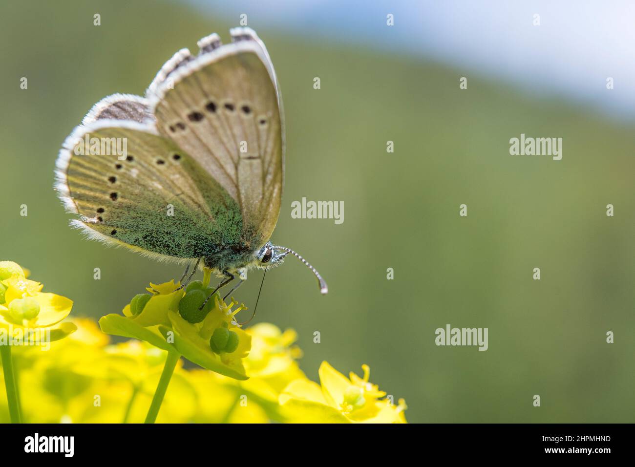 Glaucopsyche alexis, the green-underside blue, is a butterfly of the ...