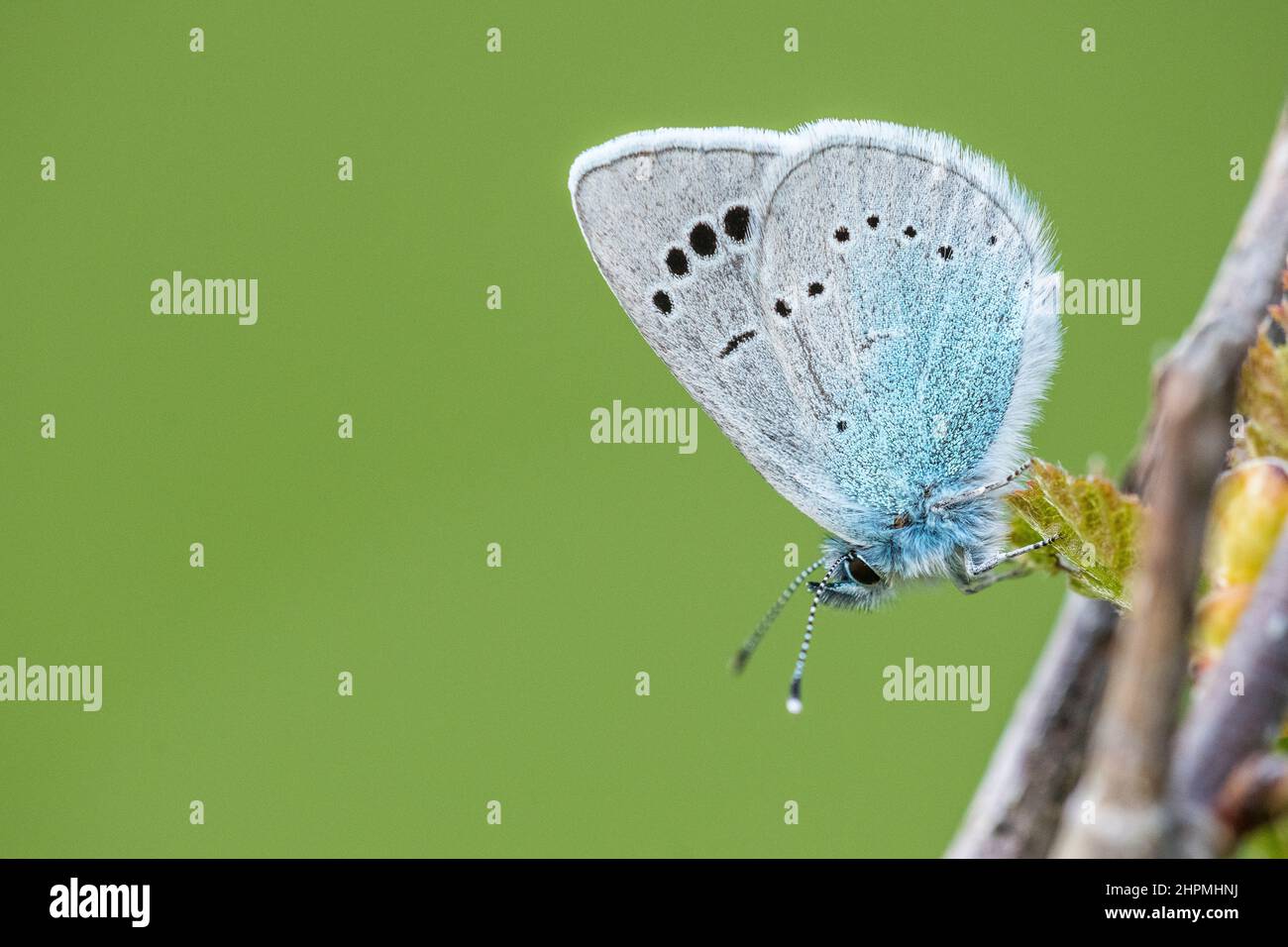 Glaucopsyche alexis, the green-underside blue, is a butterfly of the ...