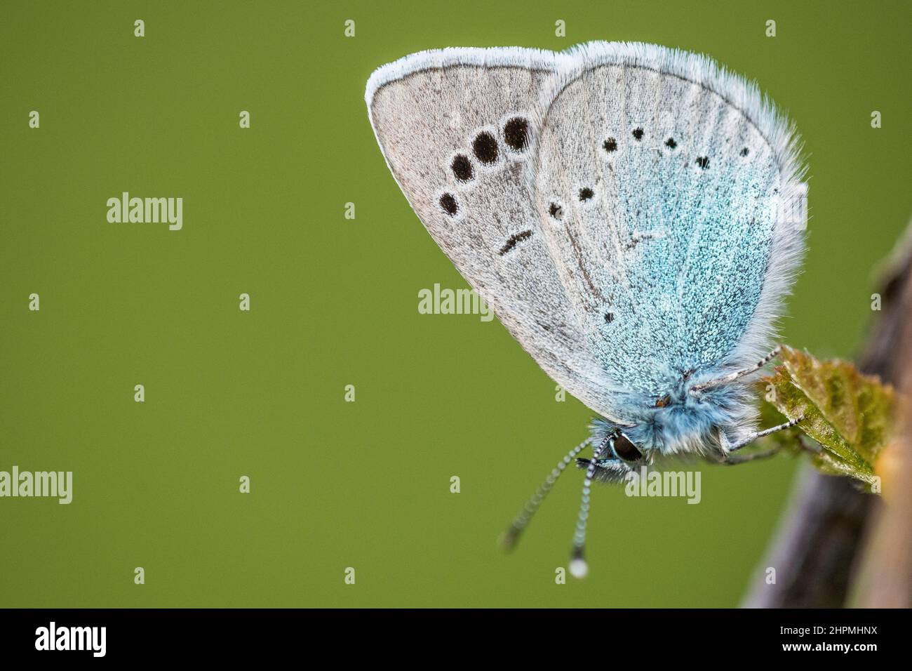 Glaucopsyche alexis, the green-underside blue, is a butterfly of the ...