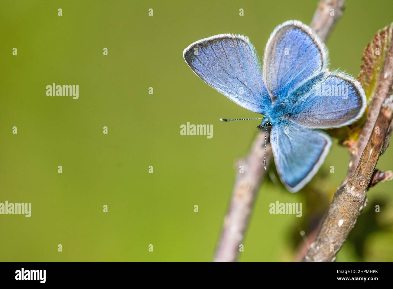 Glaucopsyche alexis, the green-underside blue, is a butterfly of the ...