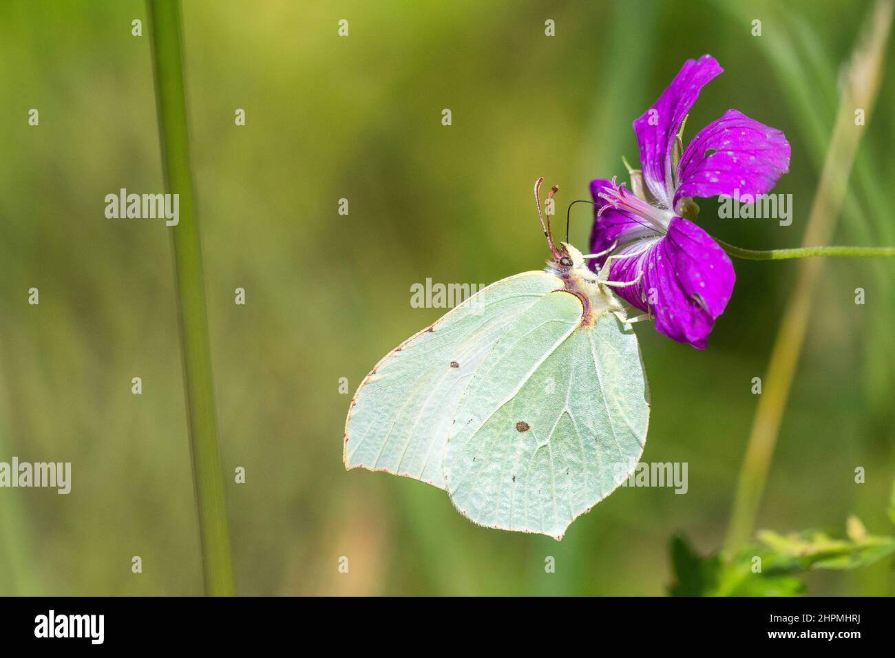 Gonepteryx rhamni (known as the common brimstone) is a butterfly of the ...