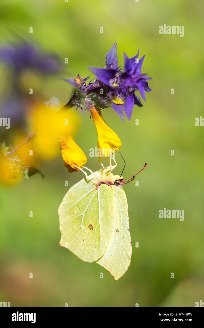 Gonepteryx rhamni (known as the common brimstone) is a butterfly of the ...