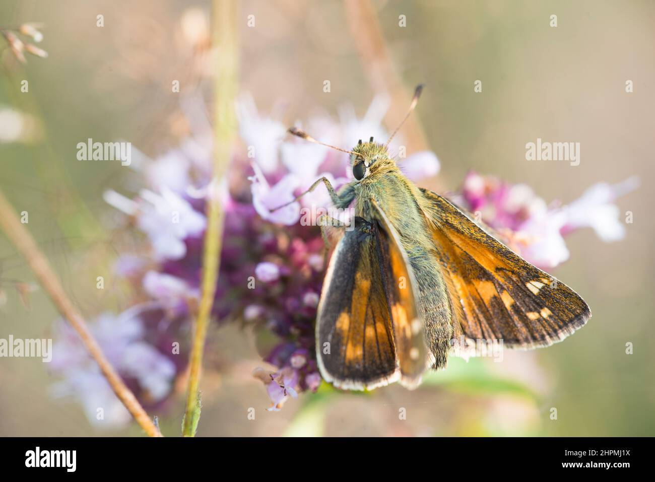 Hesperia comma, the silver-spotted skipper or common branded skipper ...
