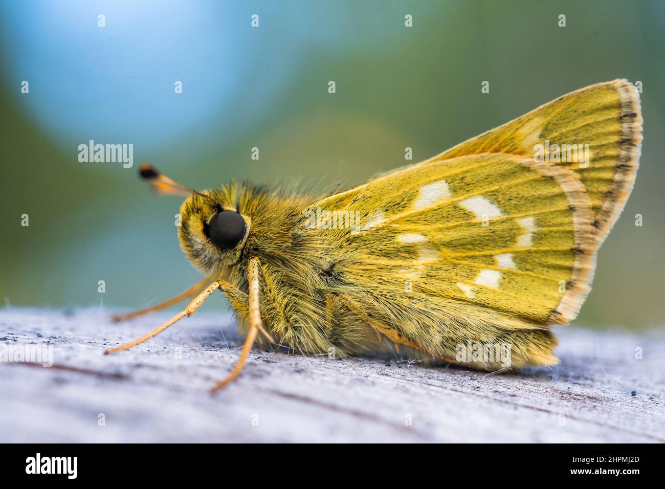 Hesperia comma, the silver-spotted skipper or common branded skipper ...