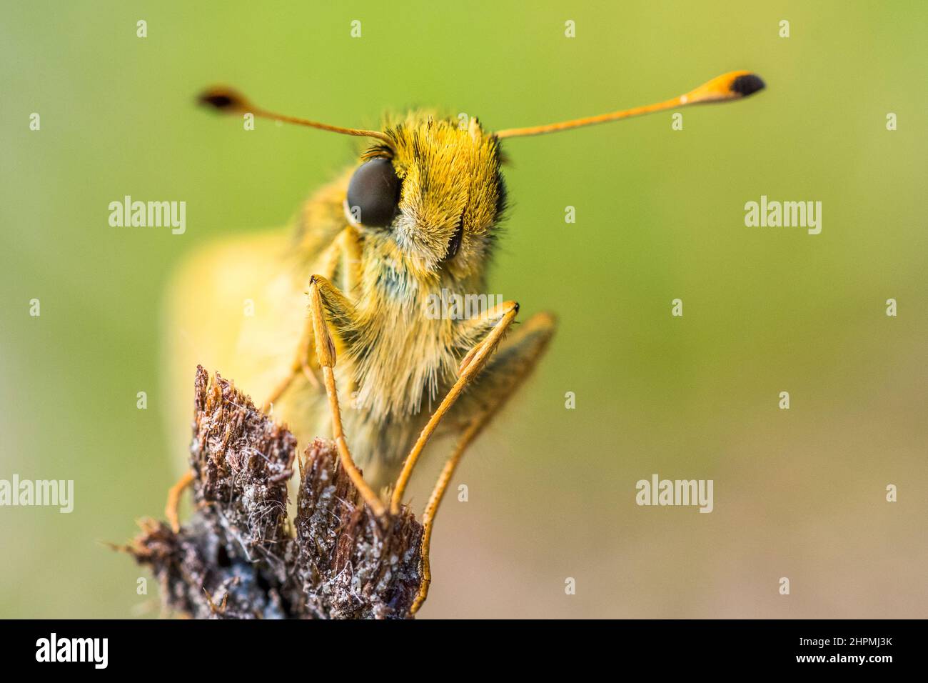 Hesperia comma, the silver-spotted skipper or common branded skipper ...