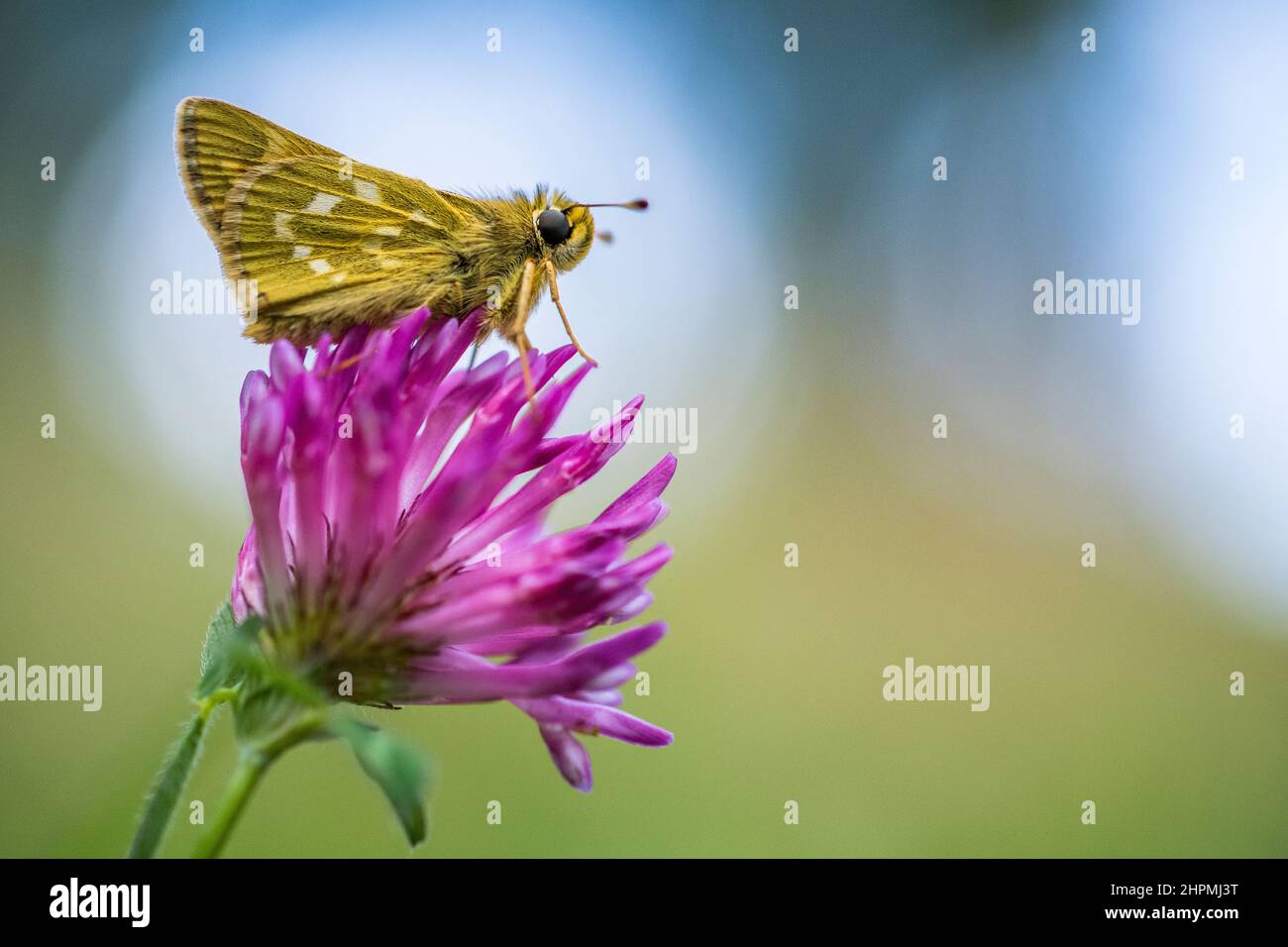 Hesperia comma, the silver-spotted skipper or common branded skipper ...