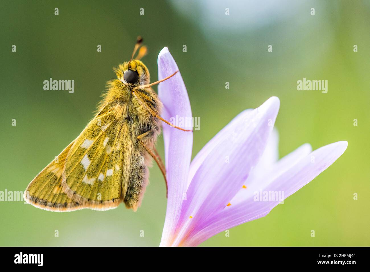 Hesperia comma, the silver-spotted skipper or common branded skipper ...