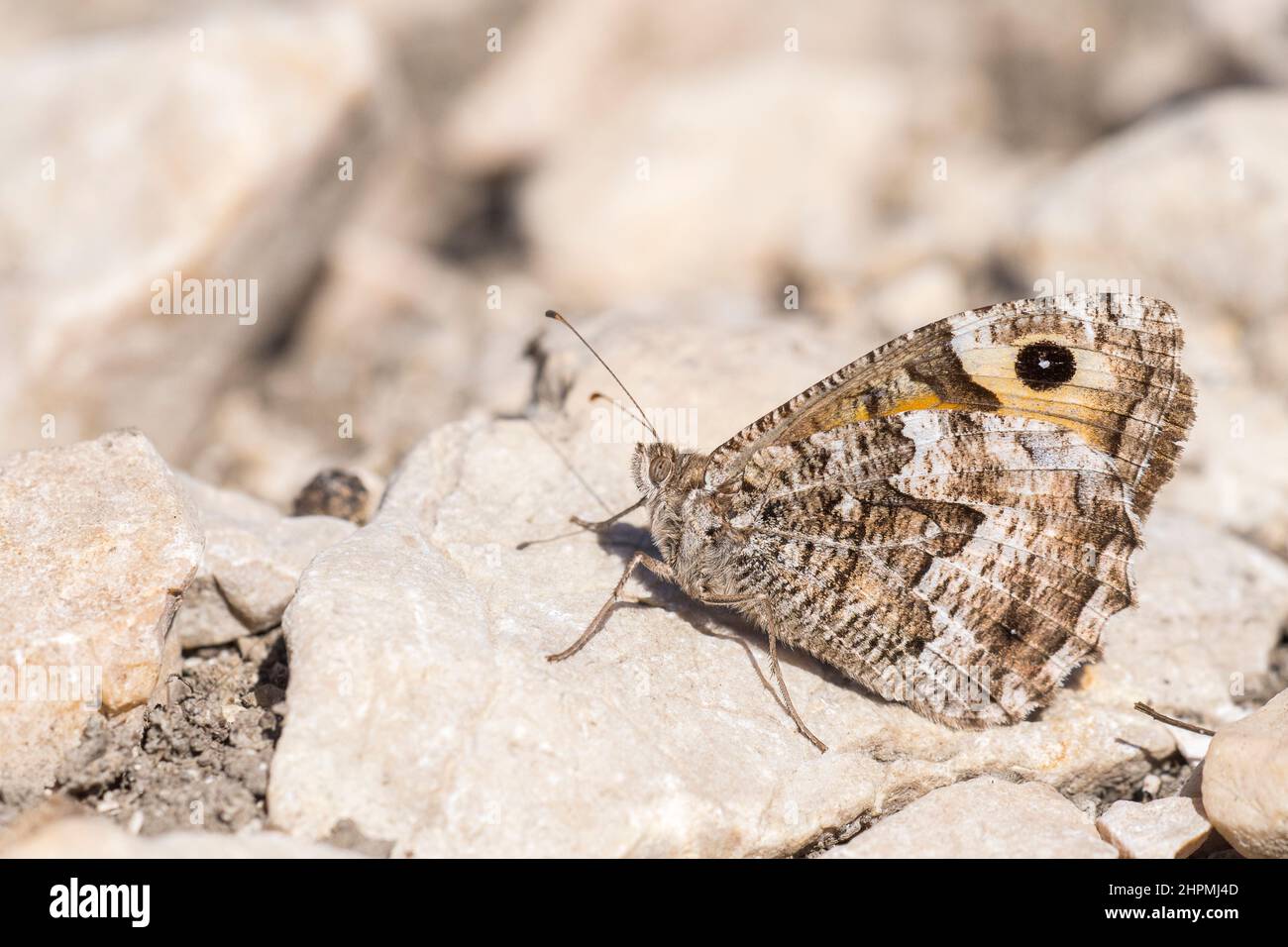 The grayling or rock grayling (Hipparchia semele) is a species in the ...