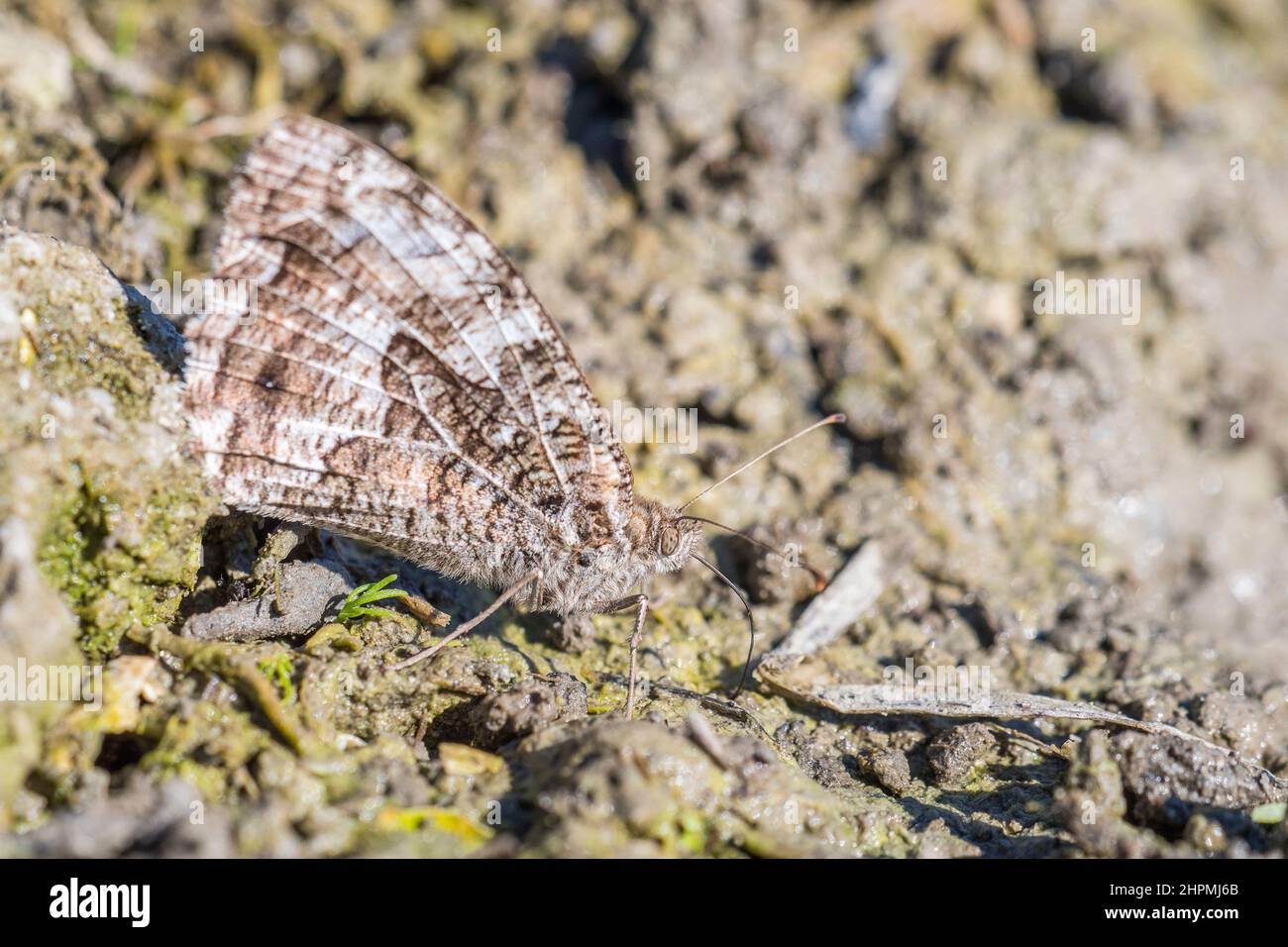 The grayling or rock grayling (Hipparchia semele) is a species in the ...