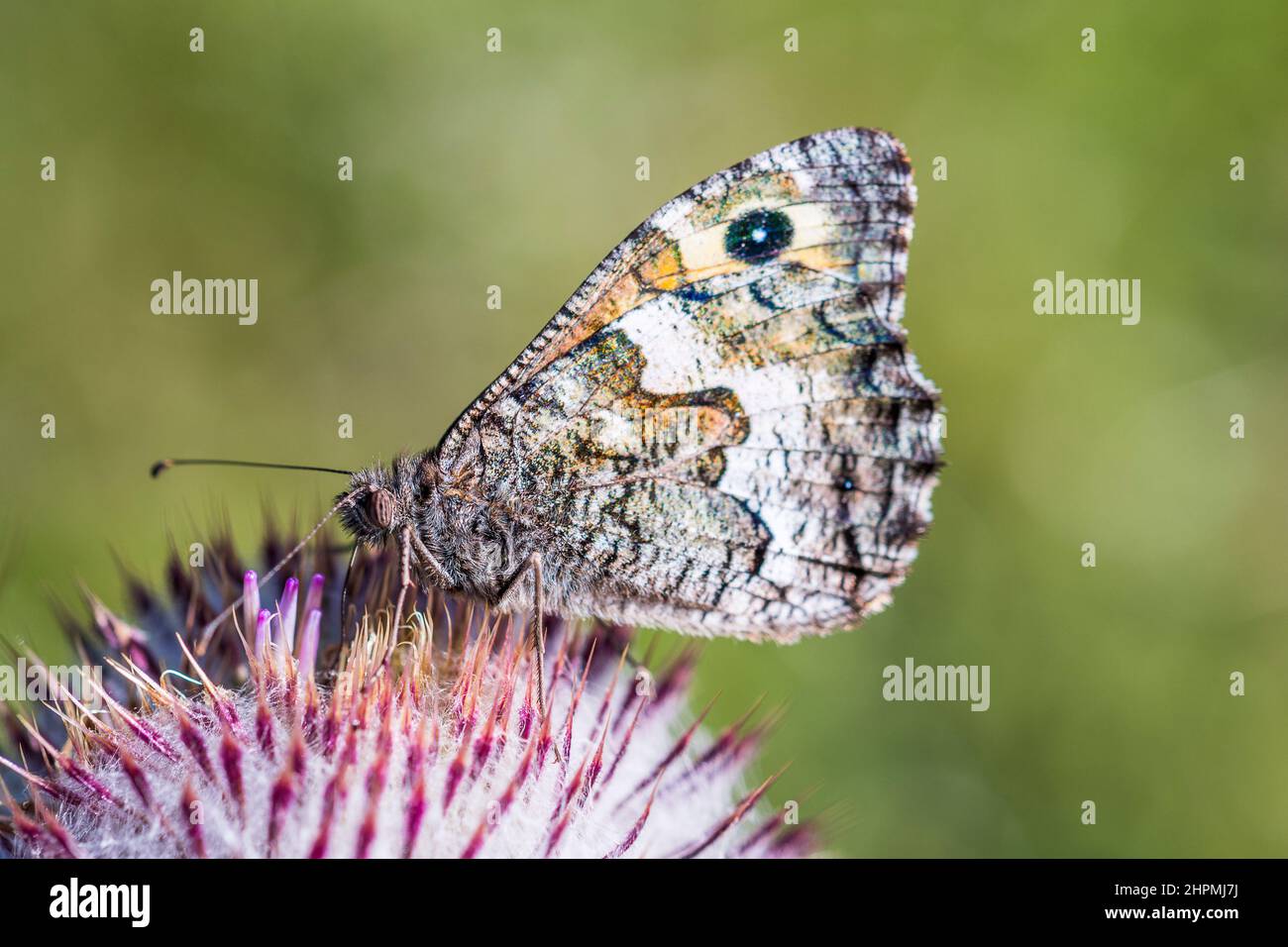 The grayling or rock grayling (Hipparchia semele) is a species in the ...