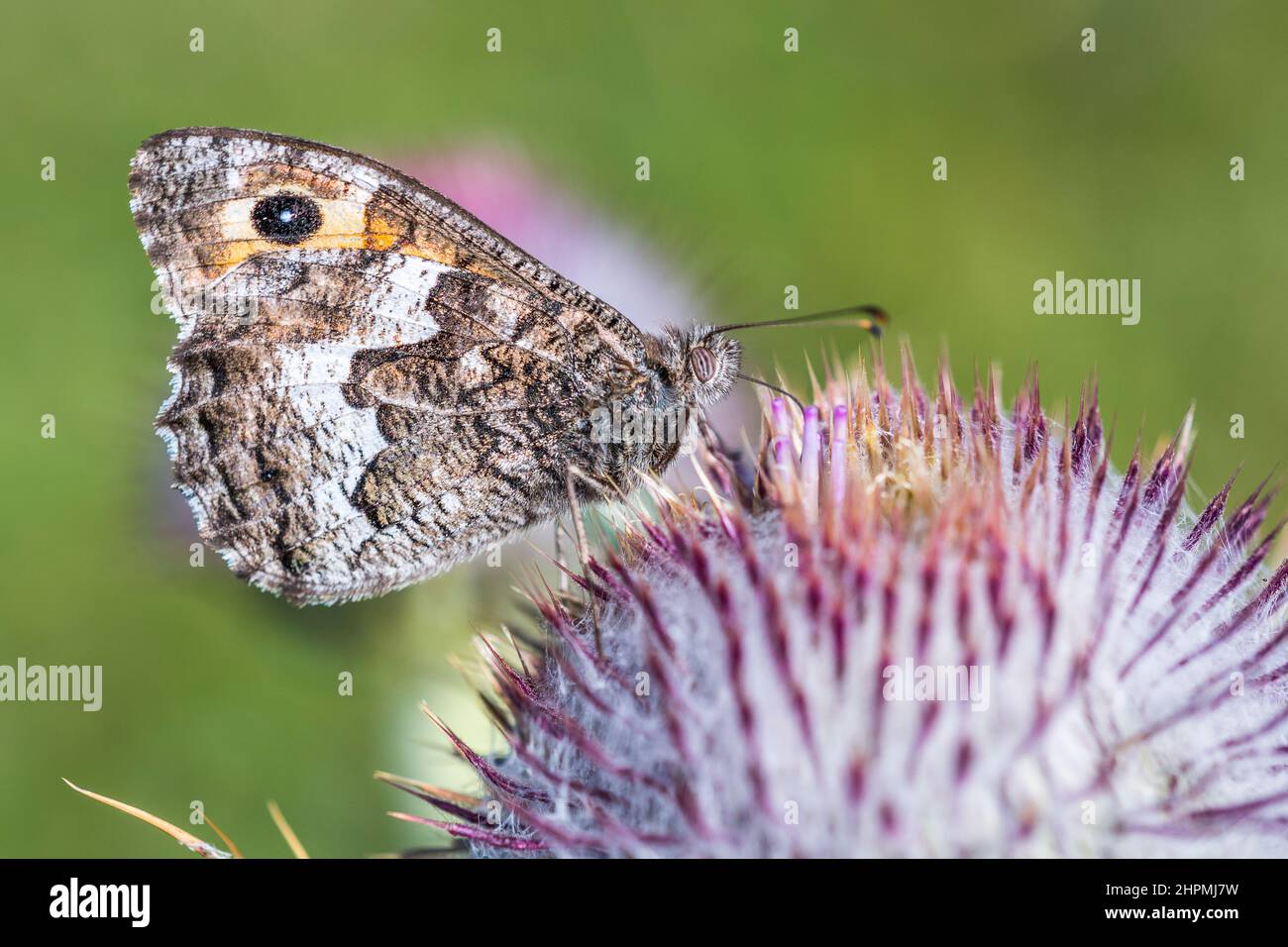The grayling or rock grayling (Hipparchia semele) is a species in the ...