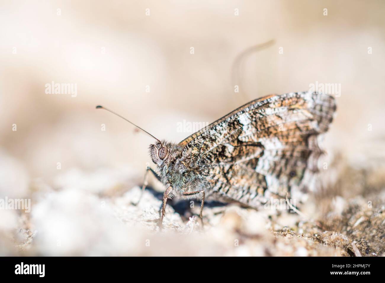 The grayling or rock grayling (Hipparchia semele) is a species in the ...