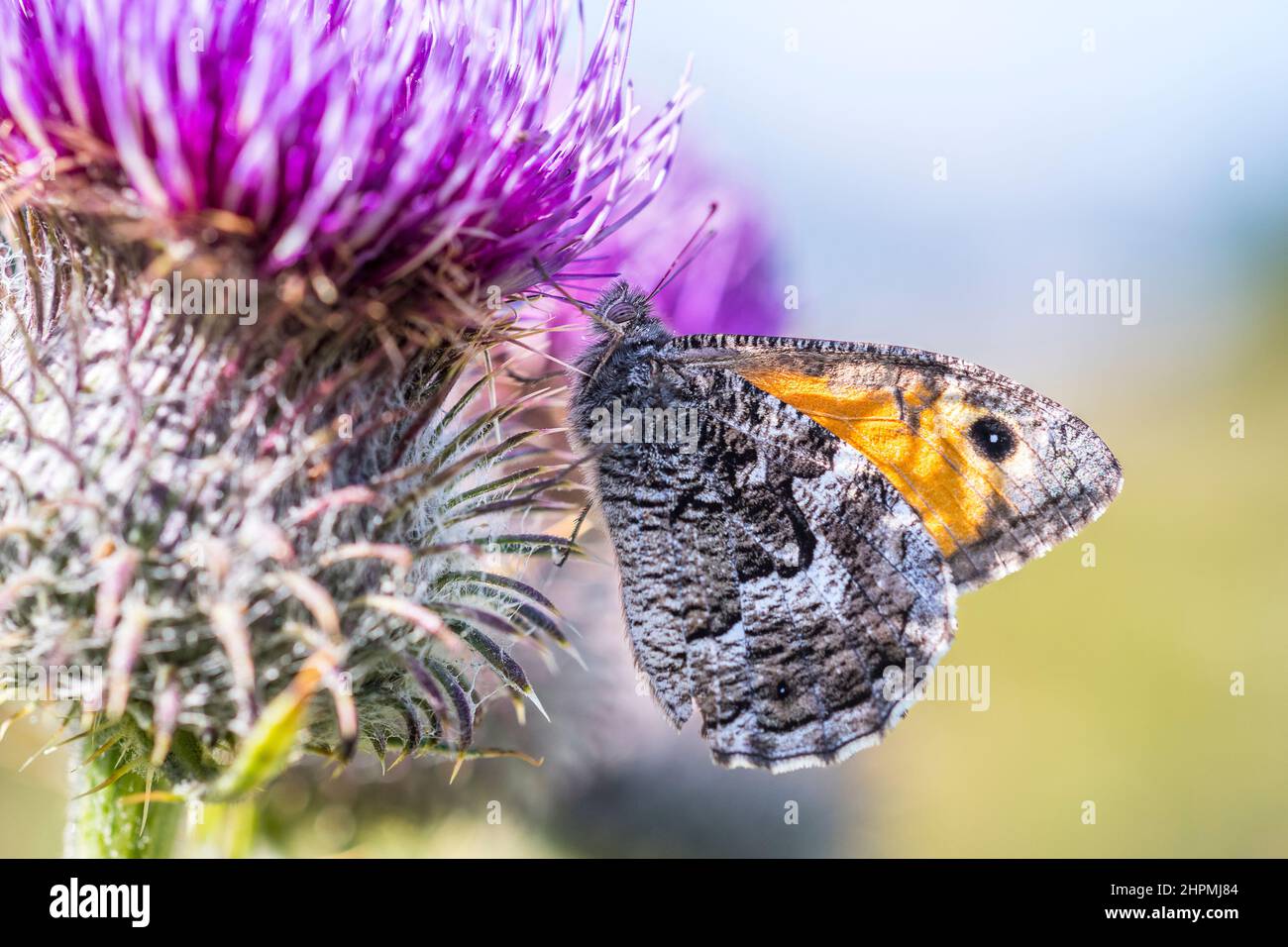 The grayling or rock grayling (Hipparchia semele) is a species in the ...