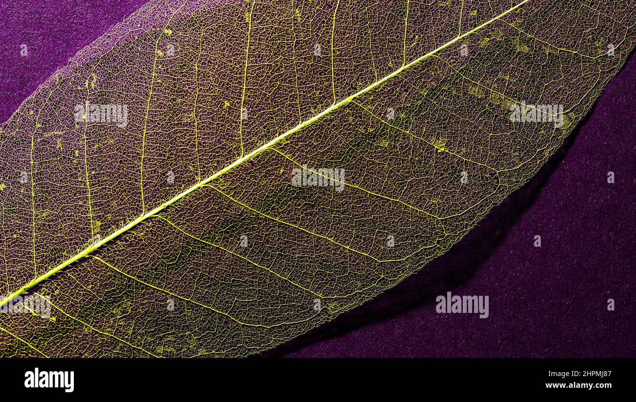 biophilic nature-inspired textured background. skeleton leaf copy space ...