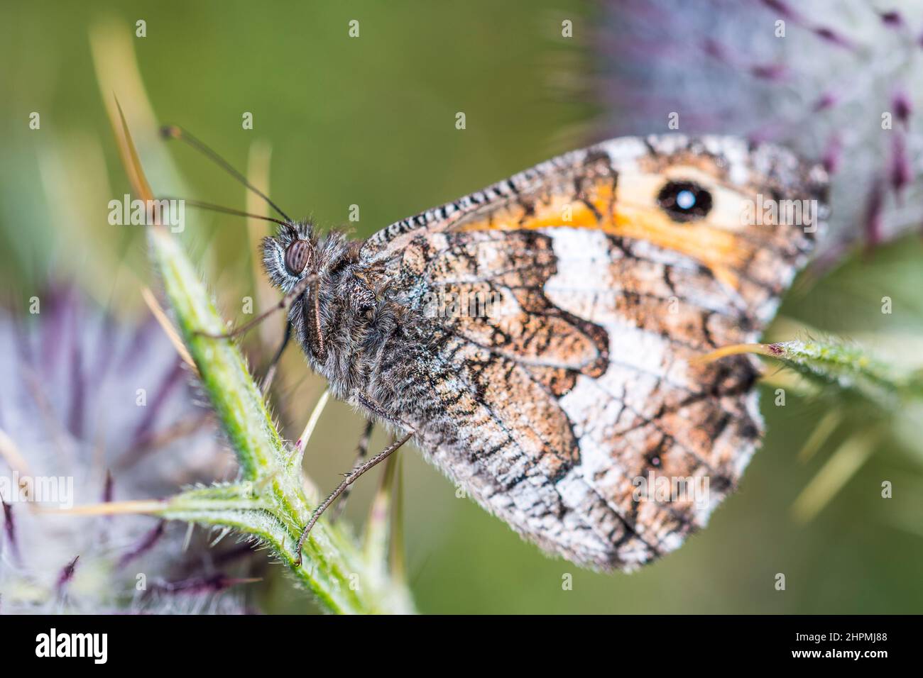 The grayling or rock grayling (Hipparchia semele) is a species in the ...