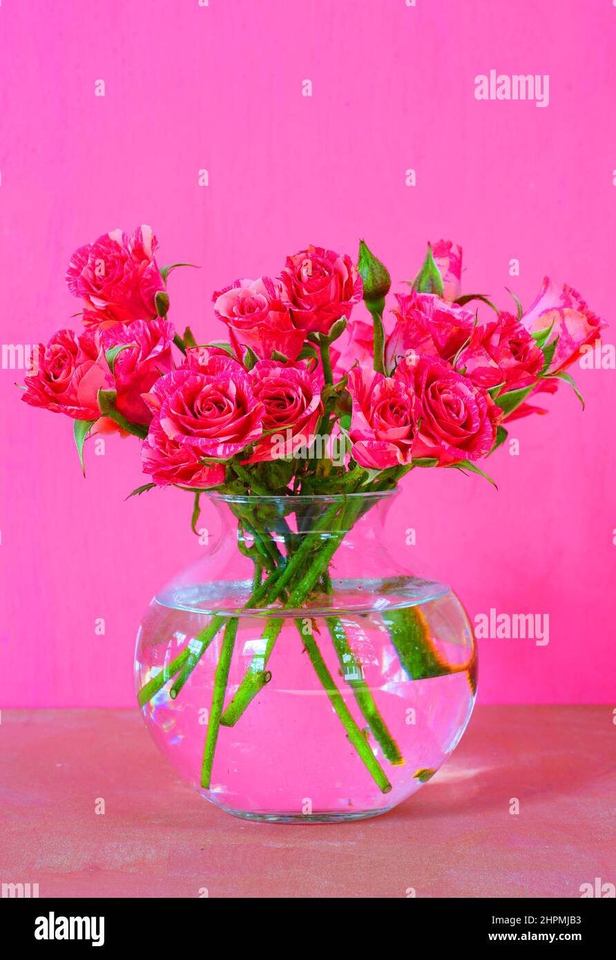 Bicolor roses hi-res stock photography and images - Alamy