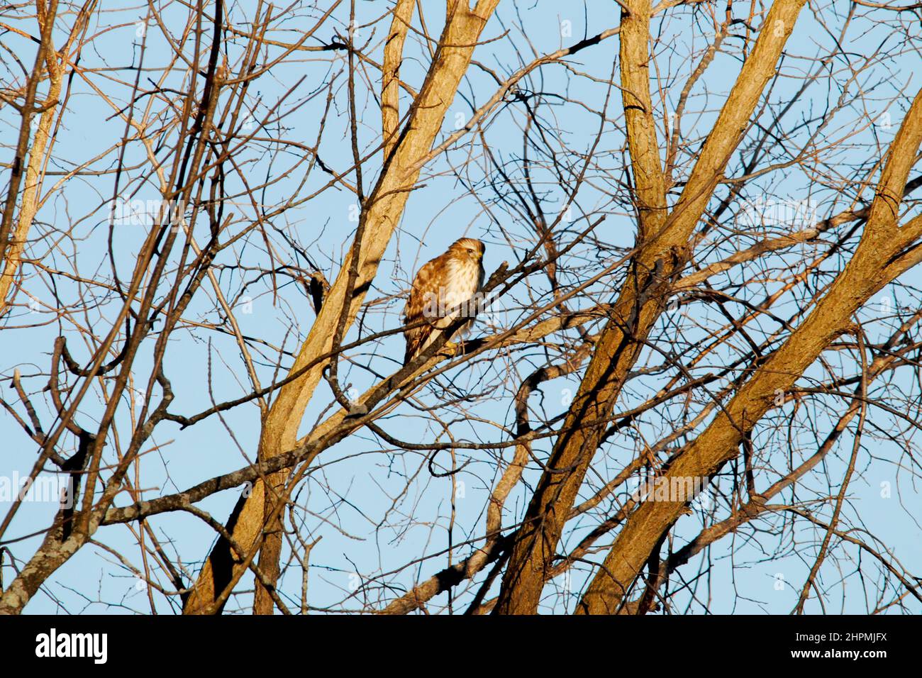 Wood-Hawk Perched in a Tree on a Cloudless Winters Day Stock Photo - Alamy