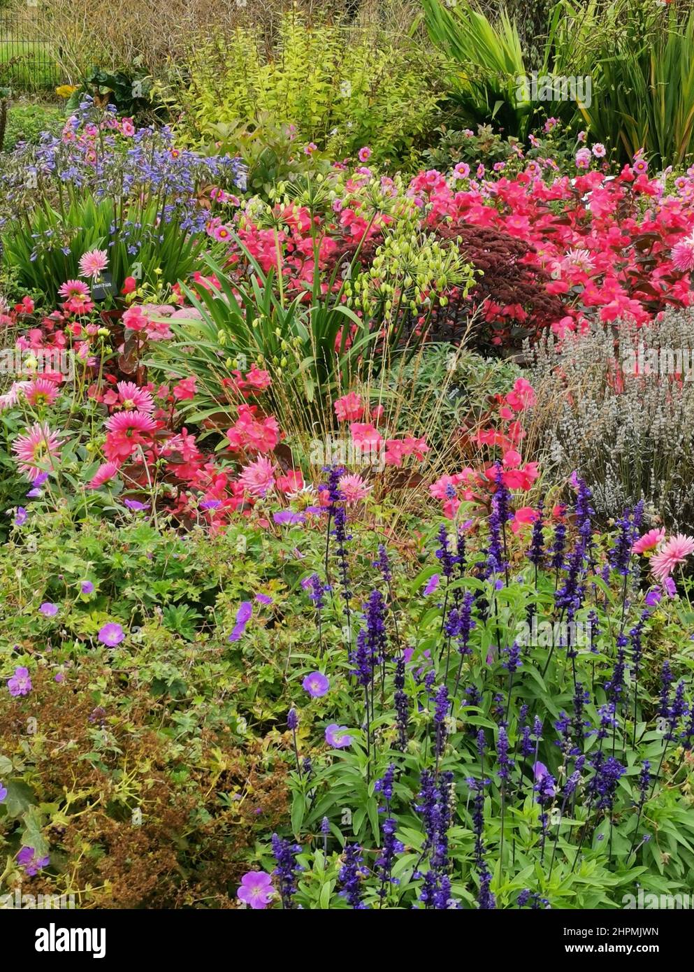 Pink flowers in flowerbed no people hi-res stock photography and images ...
