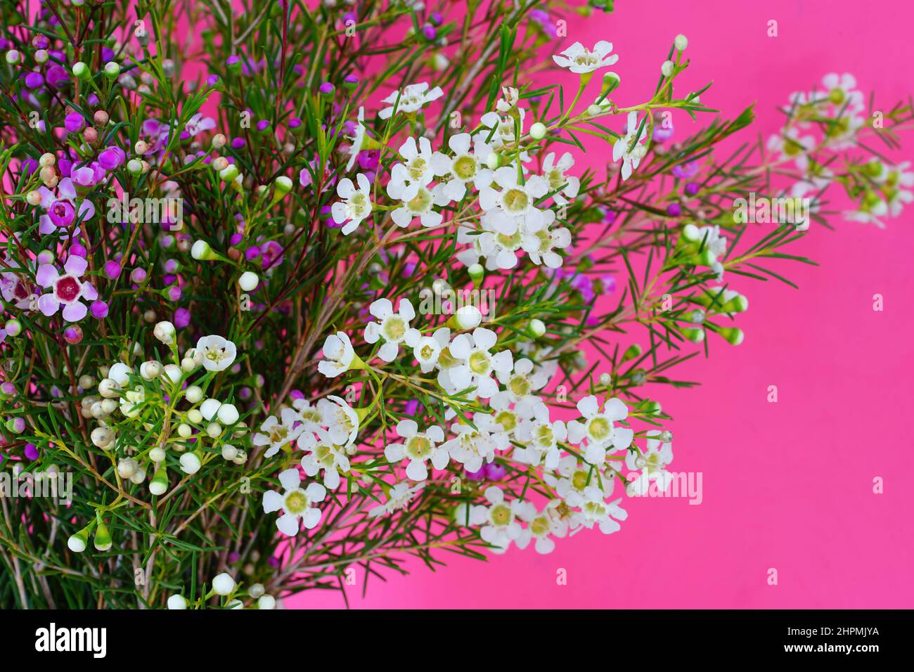 Bouquet of pink and white waxflowers (chamelaucium uncinatum Stock ...