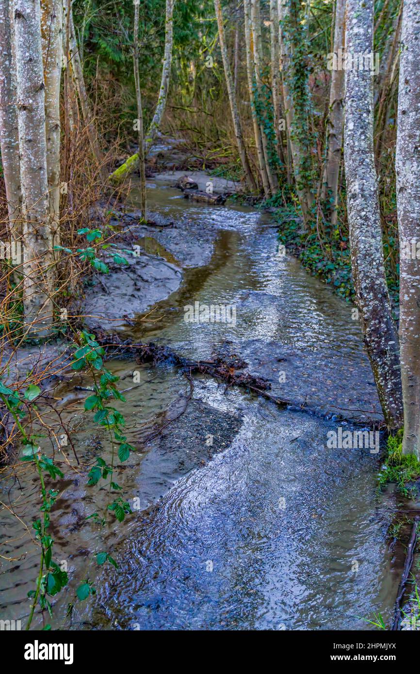 Long trees line a stream at Dash Point, Washington Stock Photo - Alamy