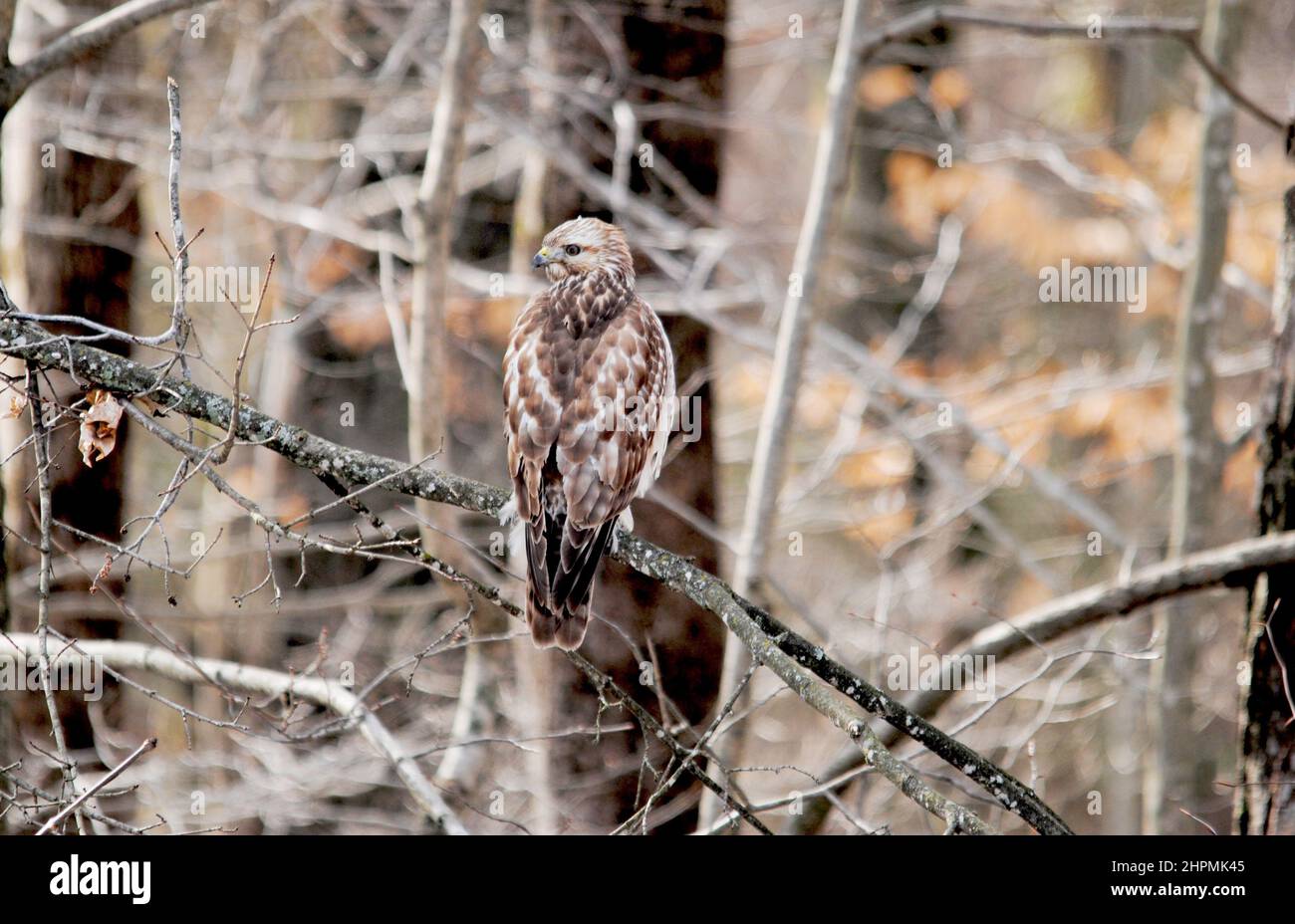Wood-Hawk Perched in a Tree at the Edge of the Woods Stock Photo - Alamy