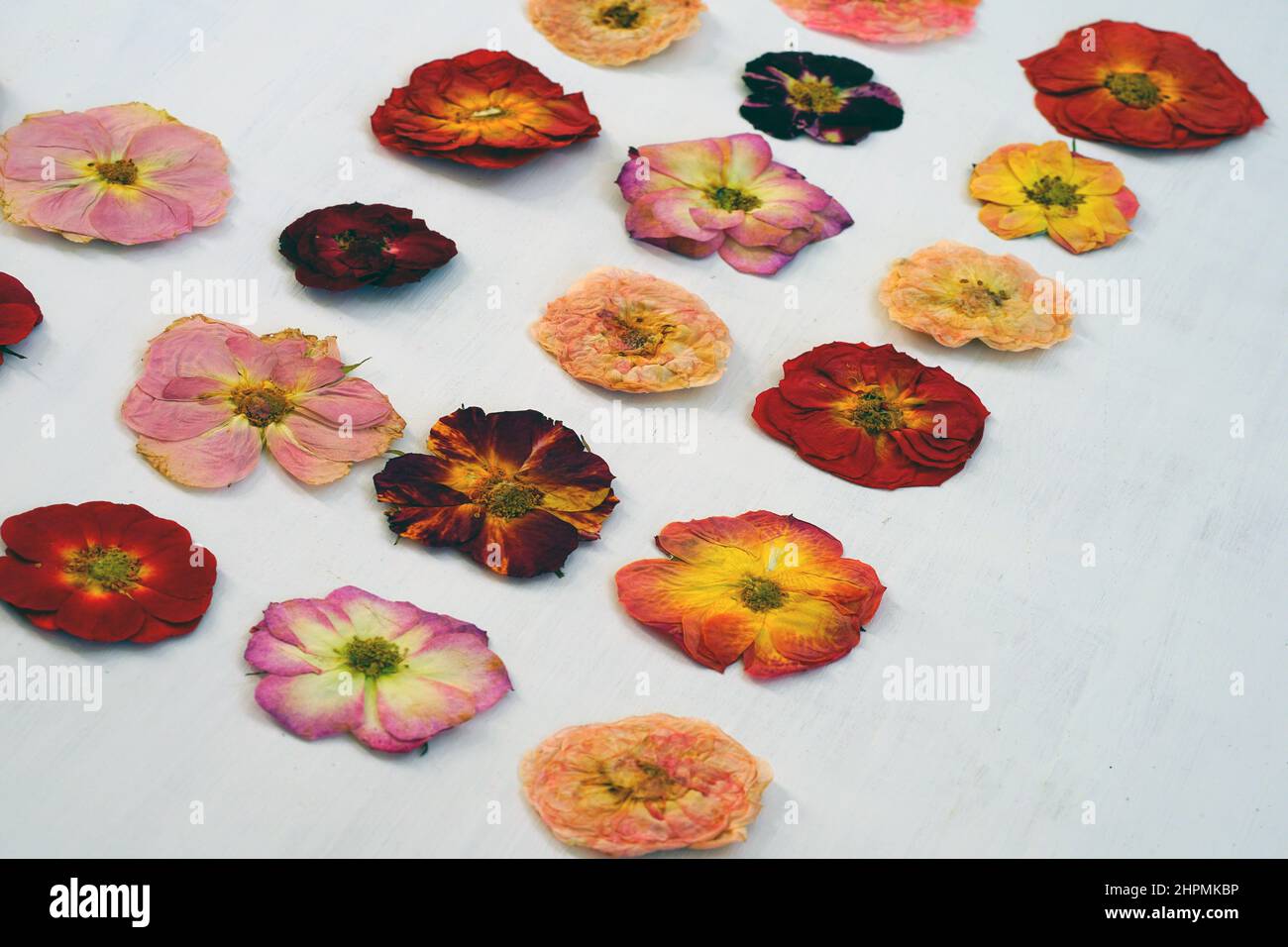 Yellow pressed dried flowers hi-res stock photography and images - Alamy