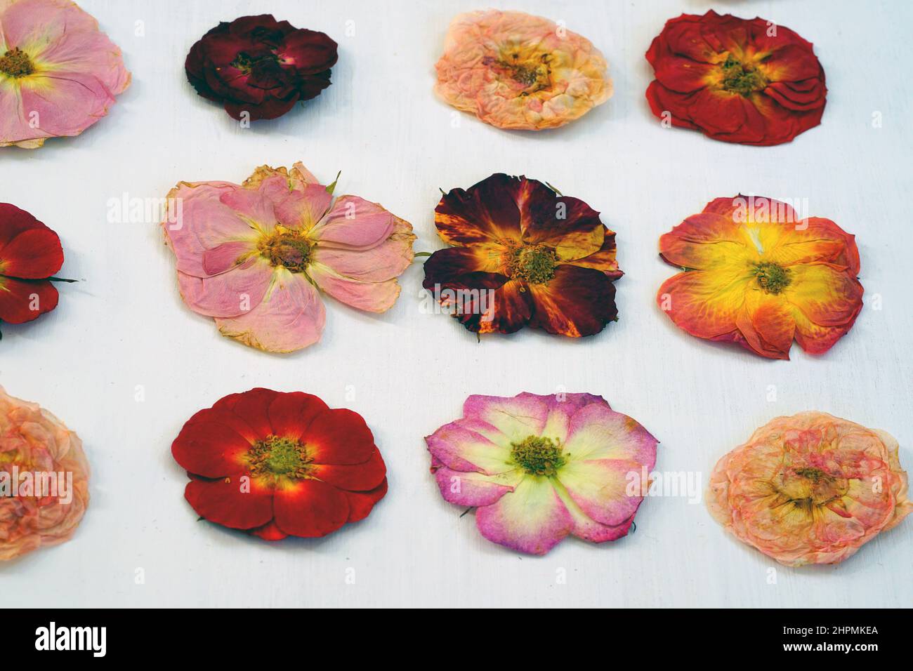 Yellow pressed dried flowers hi-res stock photography and images - Alamy