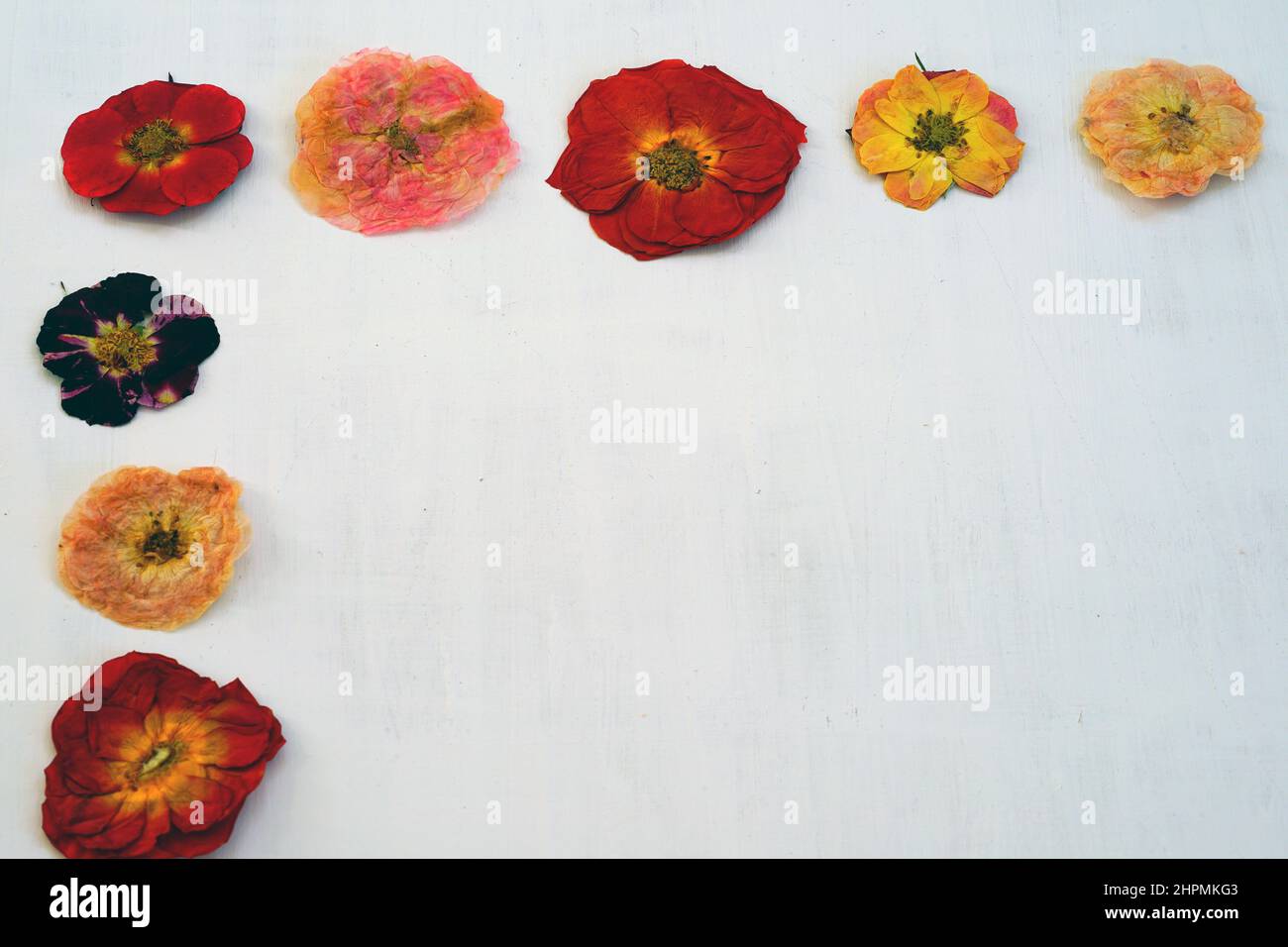 Yellow pressed dried flowers hi-res stock photography and images - Alamy