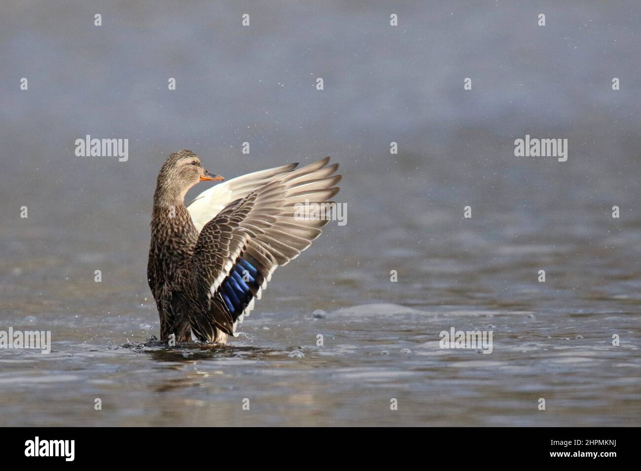 Hen Mallard duck Anas platyrhynchos wing flap on a lake in winter Stock ...