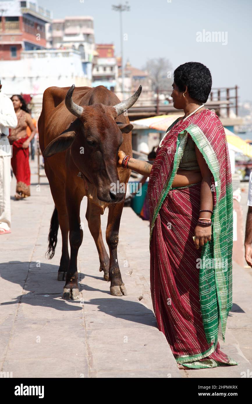 Pilgrim greeting a sacred cow on the banks of River Ganges in Varanasi ...