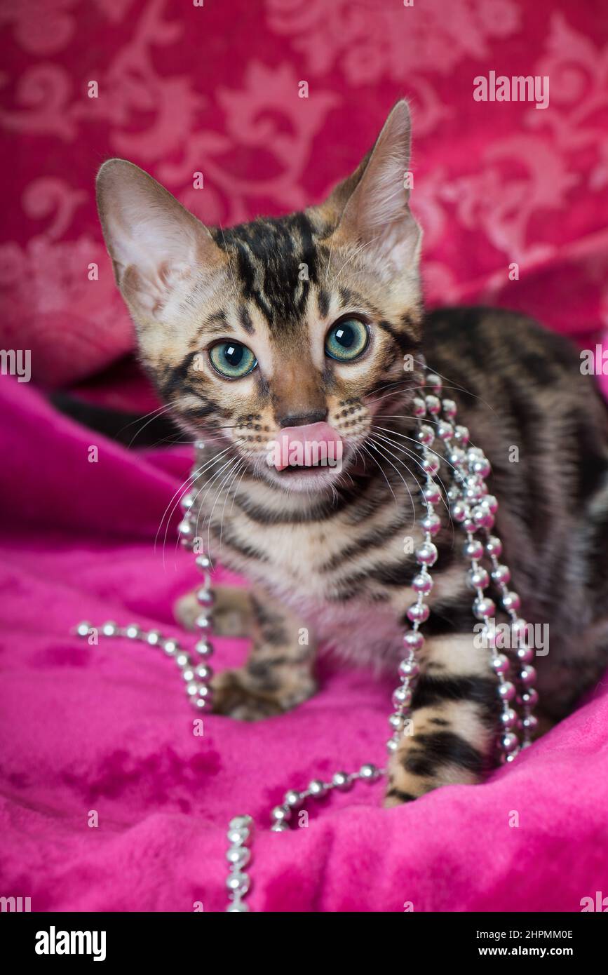 Begal cat hi-res stock photography and images - Alamy