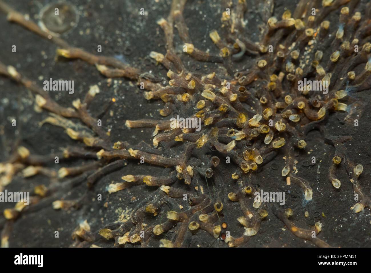 Freshwater moss animal (Plumatella fruticosa Stock Photo - Alamy