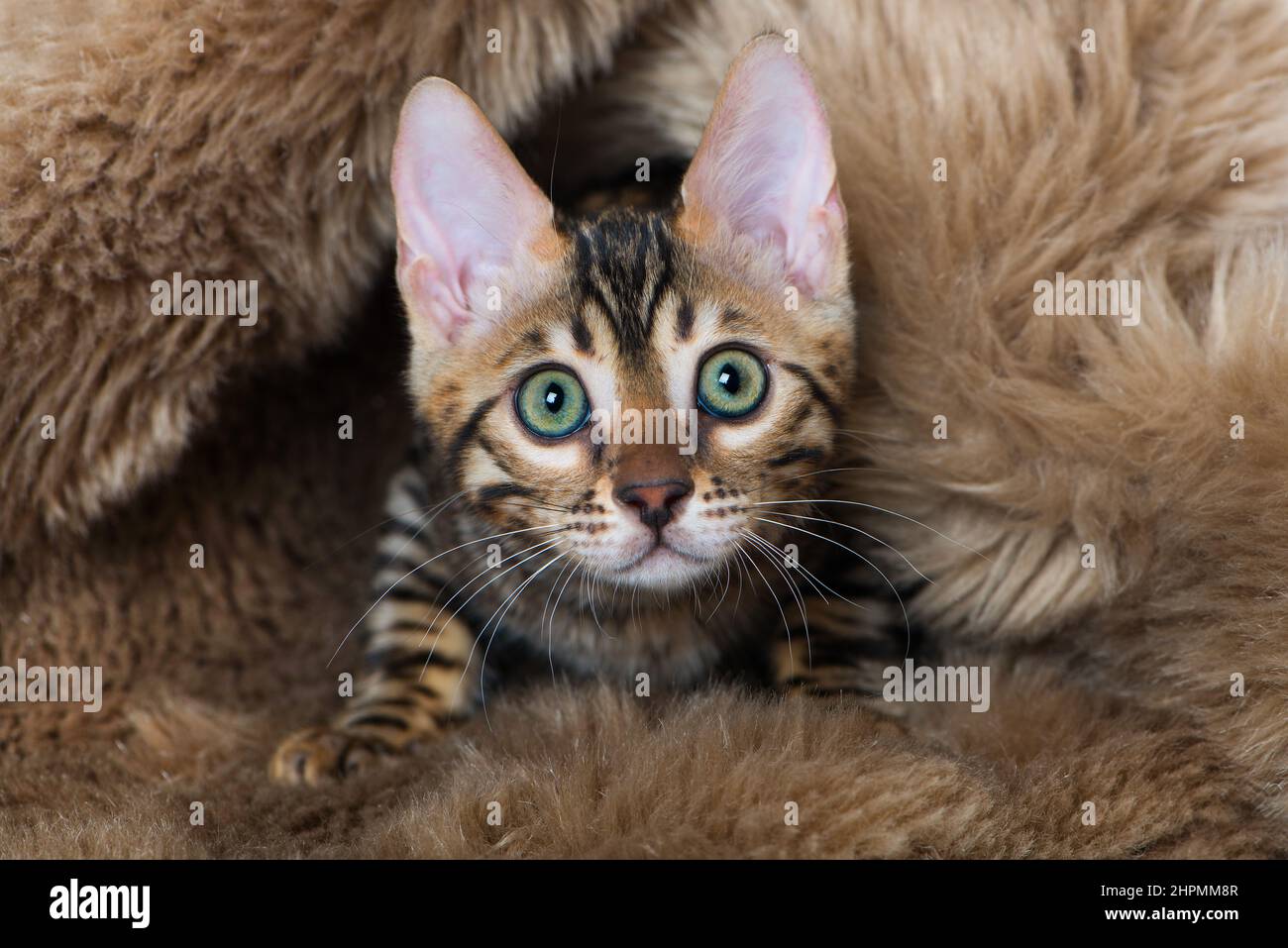 Tiger bengal sheep hi-res stock photography and images - Alamy
