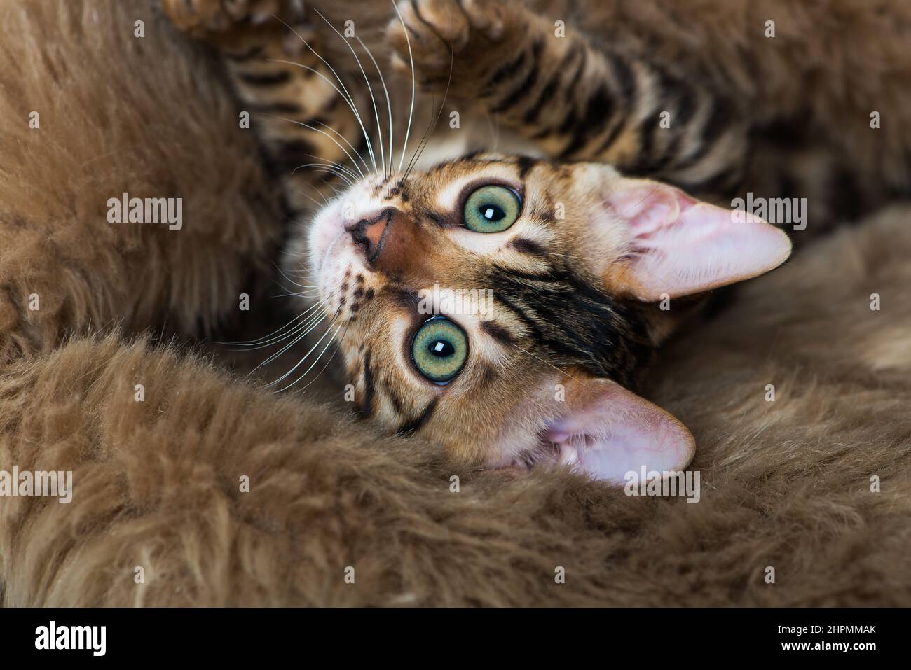 Tiger bengal sheep hi-res stock photography and images - Alamy